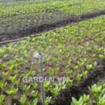 Béc tưới Nelson R10T | Garden.vn | Cung cấp thiết bị tưới tự động